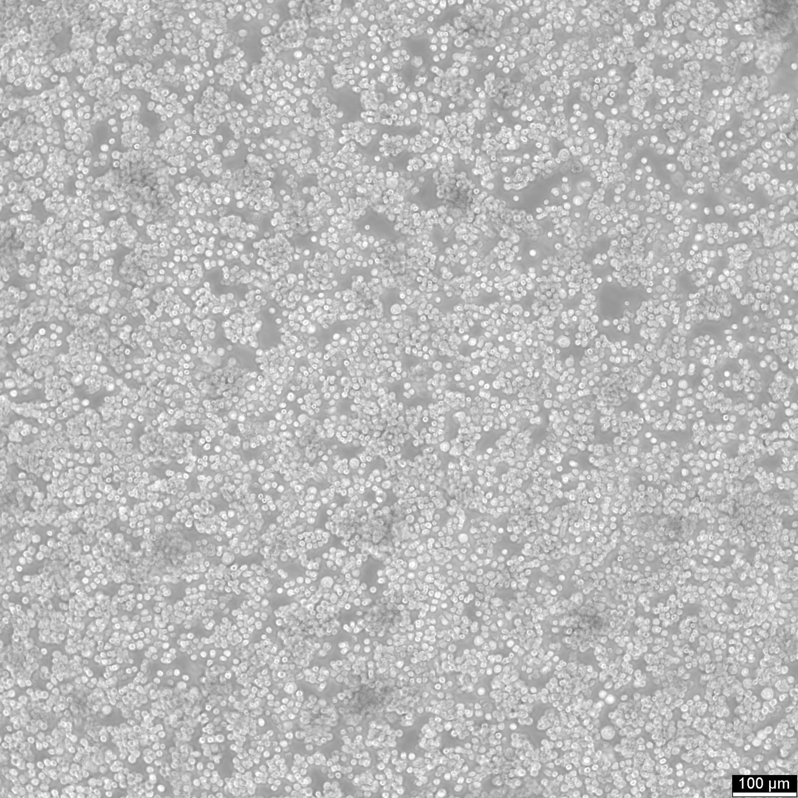 Ba/F3 Cells Ba/F3 Cells